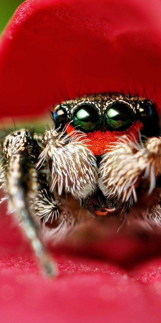 Phone wallpaper: Animal, Spider, Jumping Spider, Spiders 240071