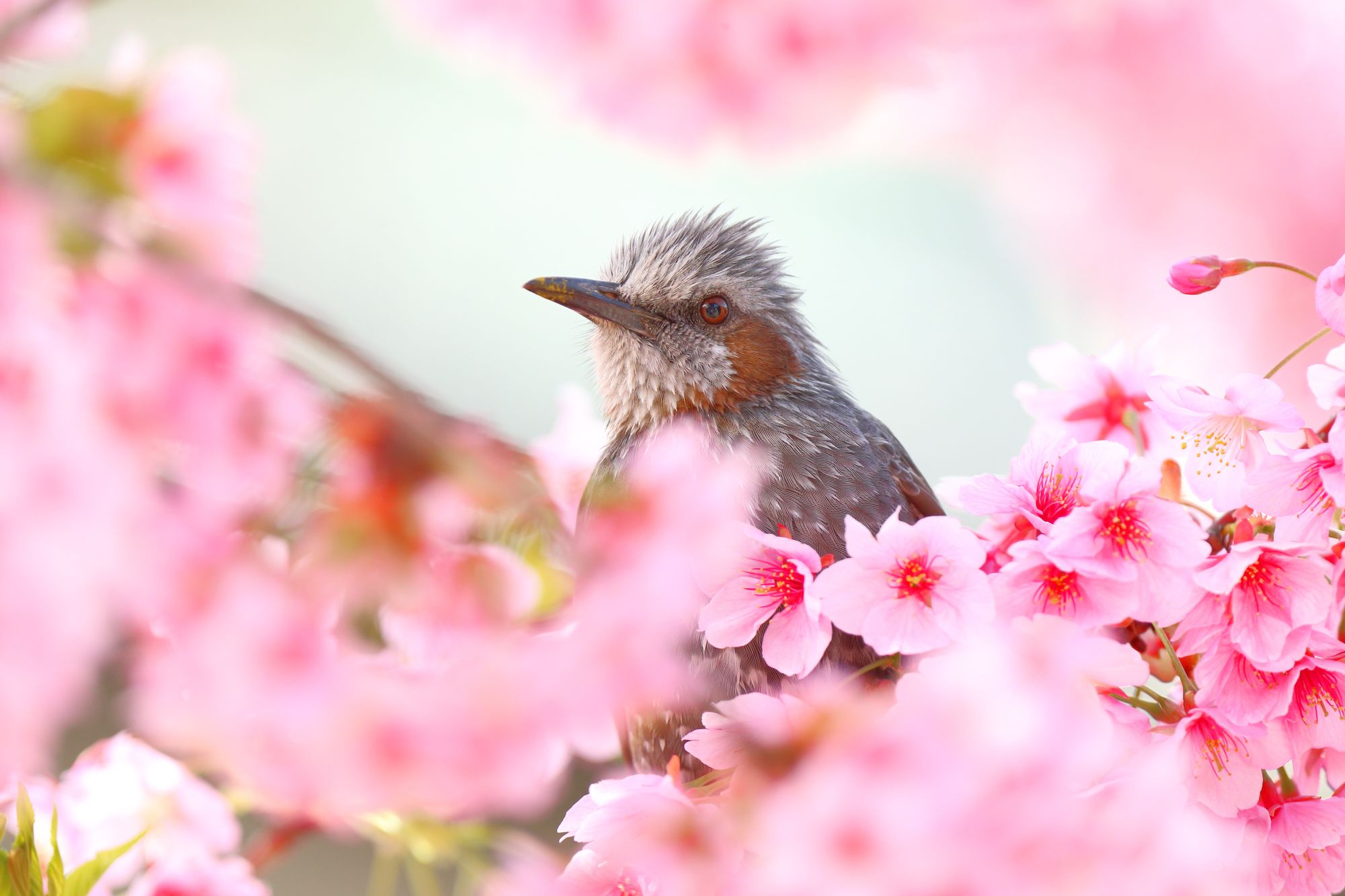 Download "Bulbul" wallpapers for mobile phone, free "Bulbul" HD pictures