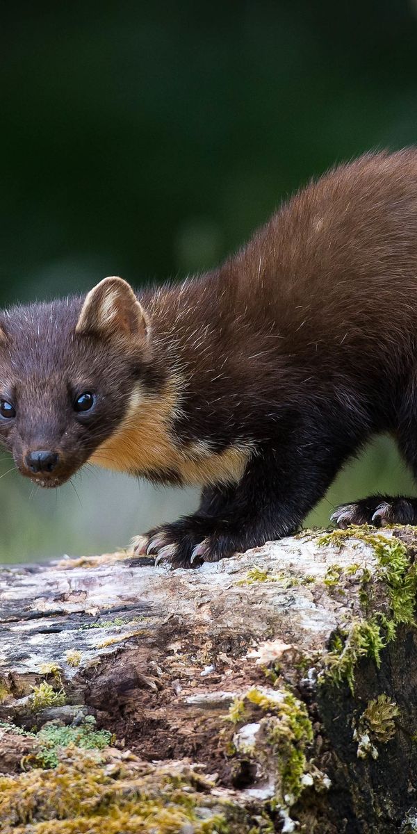 Desktop wallpaper: Weasel, Animal 4K free download for PC. 963512