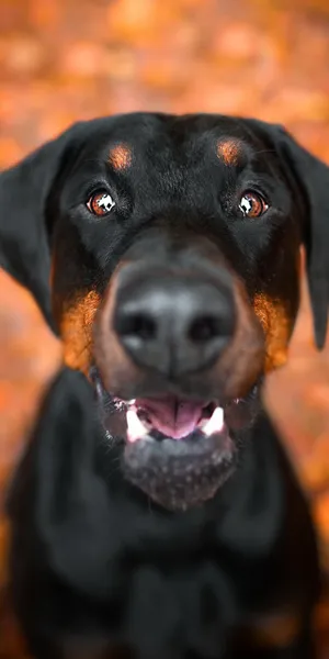 Phone wallpaper: Animal, Doberman Pinscher, Dog, Stare, Dogs 475280