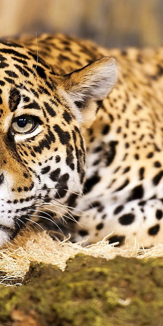 Papel de parede HD para desktop: Onça Pintada, Animais, Gatos baixar ...