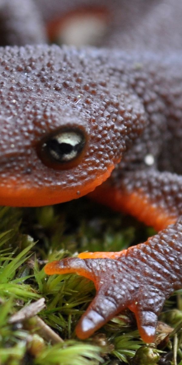 Rough Skinned Newt Phone Wallpapers: Free 4K & HD Downloads | mob.org