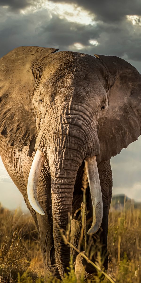 Fondo de pantalla de PC Animales, Elefantes, Elefante, Elefante ...