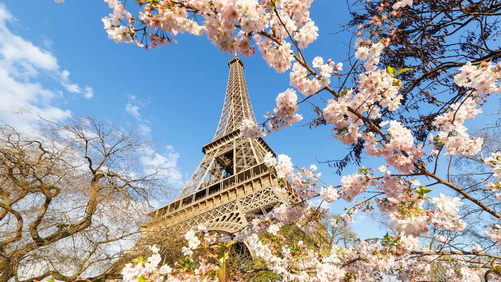 Eiffel Tower Surrounded by Pink Blossoms - Spring in Paris