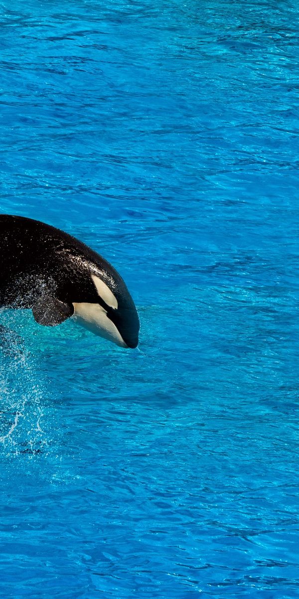 Fond d'écran HD: Baleine, Orque, Animaux télécharger une image gratuite ...