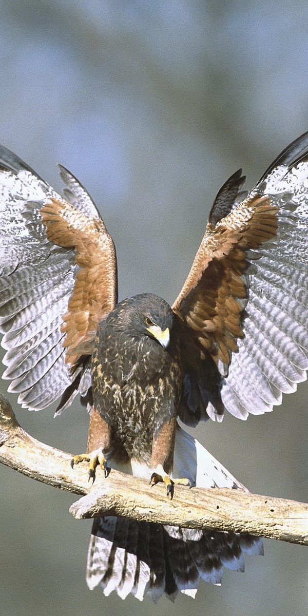 Hawk Phone Wallpapers: Free 4K & HD Downloads | mob.org