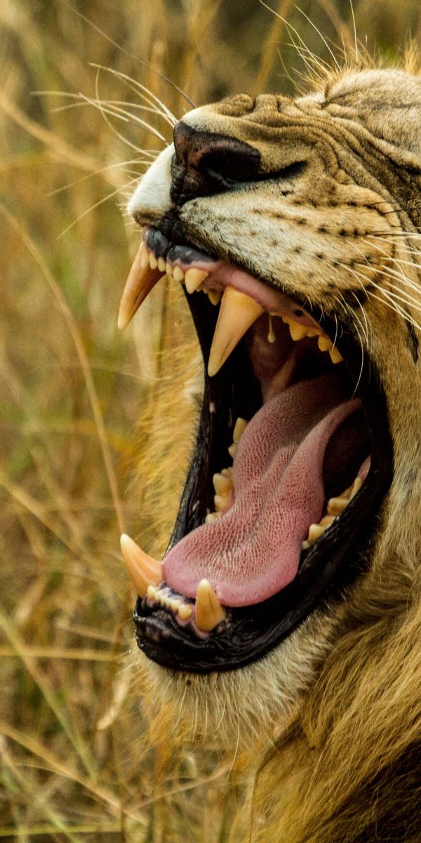 Phone wallpaper: Grin, Lion, Animals, Muzzle, Predator, Fangs, Evil 153937