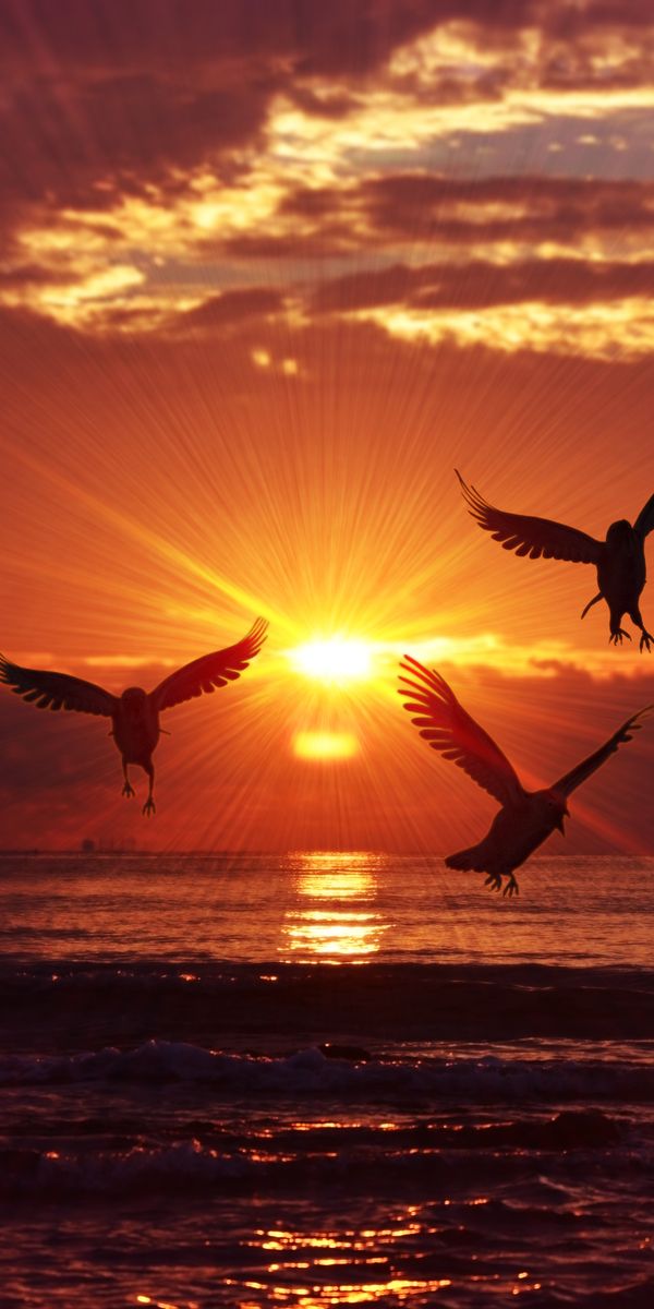 Sunrise Phone Wallpapers: Free 4K & HD Downloads | mob.org