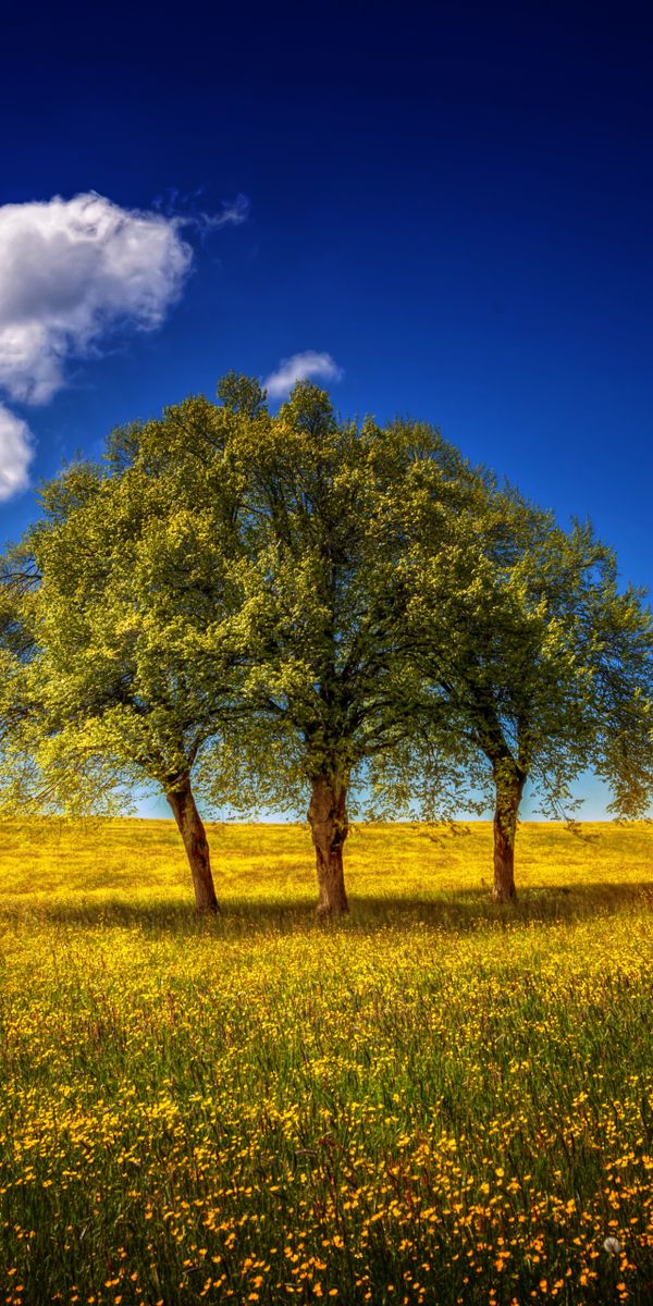 Phone wallpaper: Trees, Earth, Tree, Spring, Cloud, Sky 1119805
