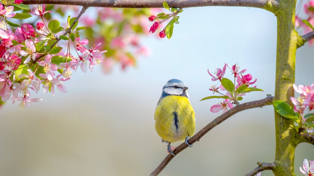 Fond D Ecran Gratuit Printemps Oiseaux