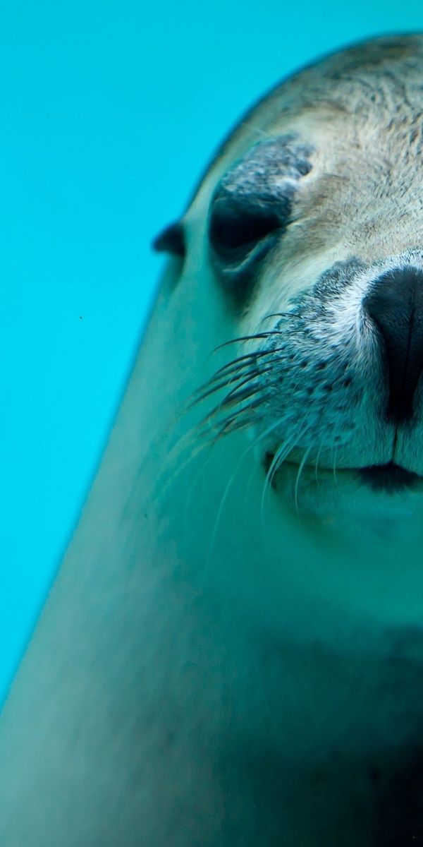 Sea Animal Phone Wallpapers: Free 4K & HD Downloads | mob.org