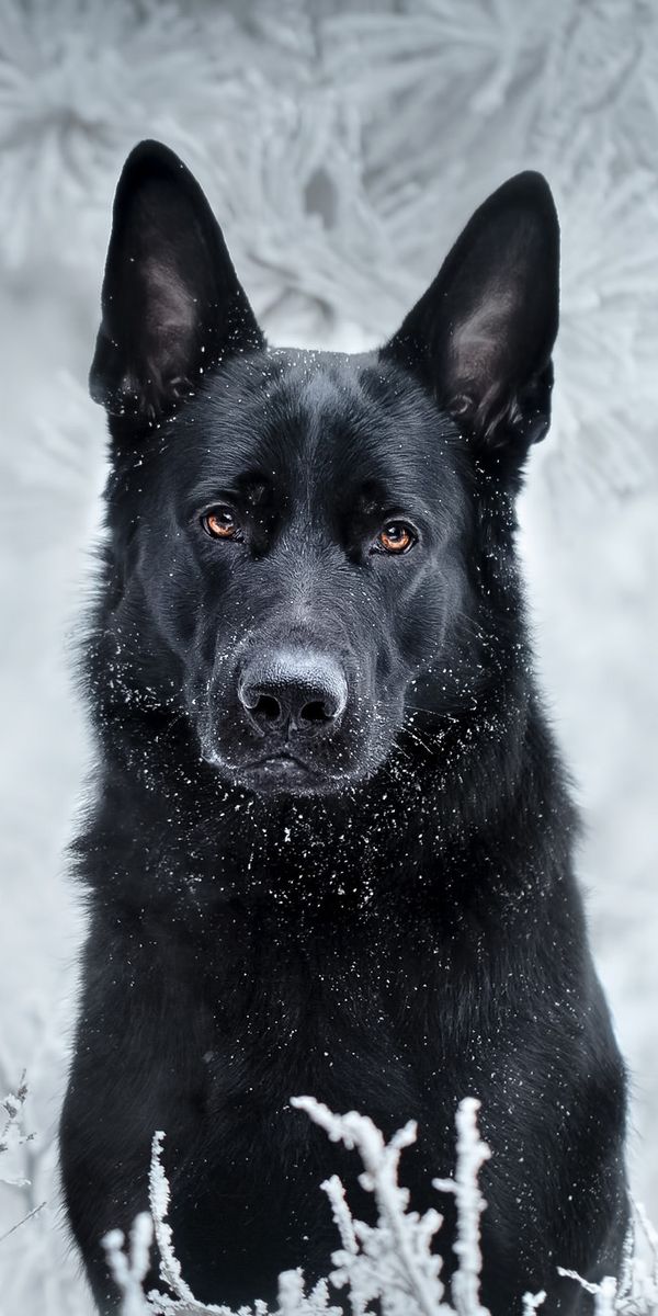 Fond d'écran HD: Animaux, Berger Allemand, Chien, Museau, Regard, Hiver ...