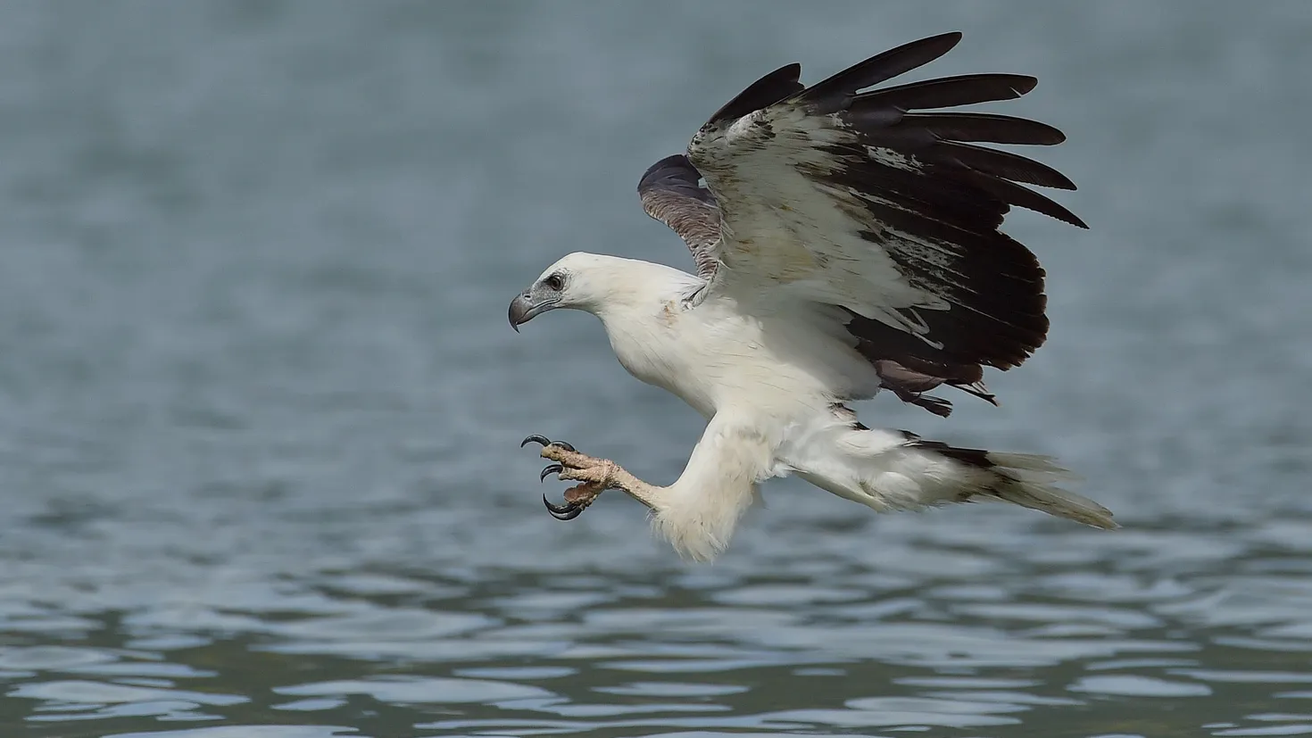 Fond d'écran HD: Animaux, Pygargue À Ventre Blanc, Les Griffes, Aigle ...