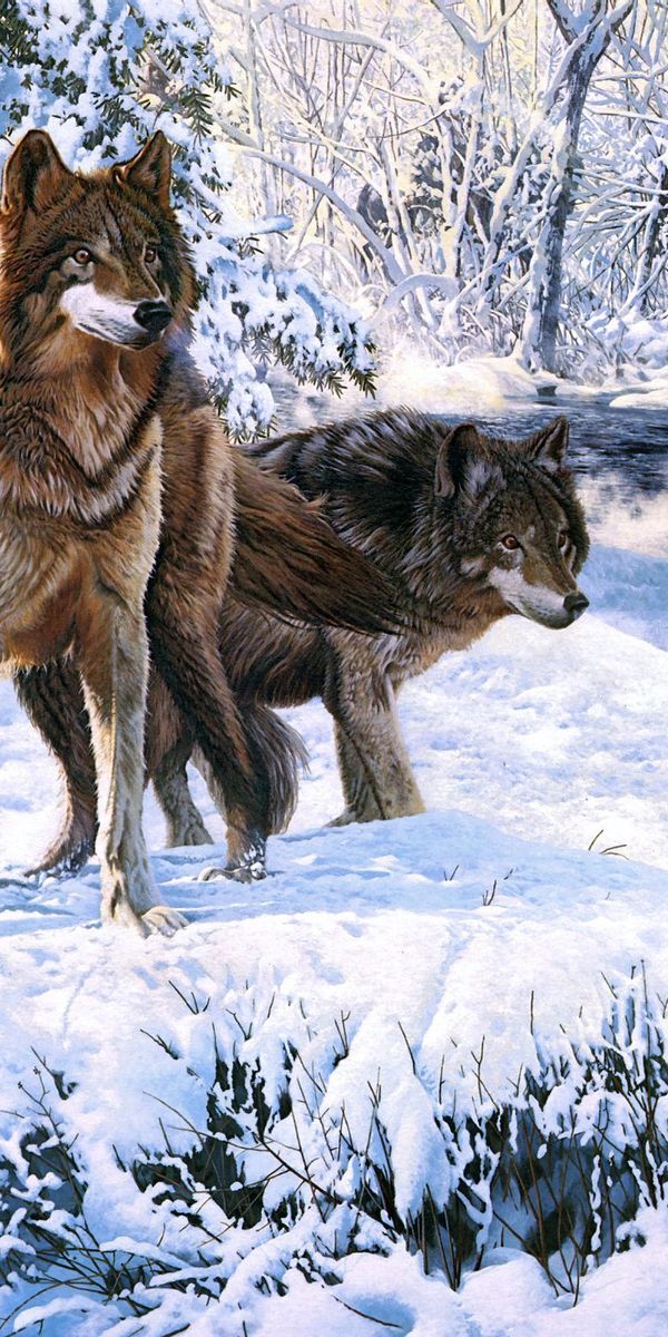 Phone wallpaper: Wolf, Animal, Wolves 251517