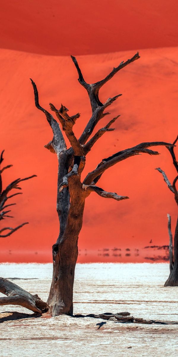 Desktop wallpaper: Sand, Earth, Desert, Dead Tree, Dune, Nature 4K free ...