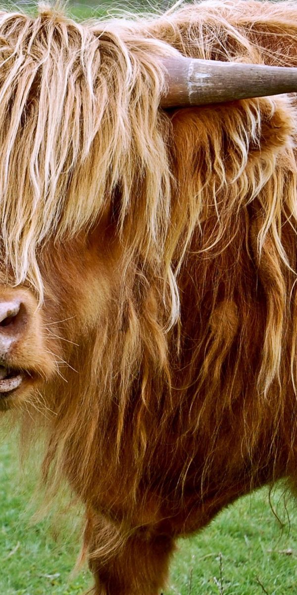 Free Yak 4K Wallpapers & Desktop HD Backgrounds for PC