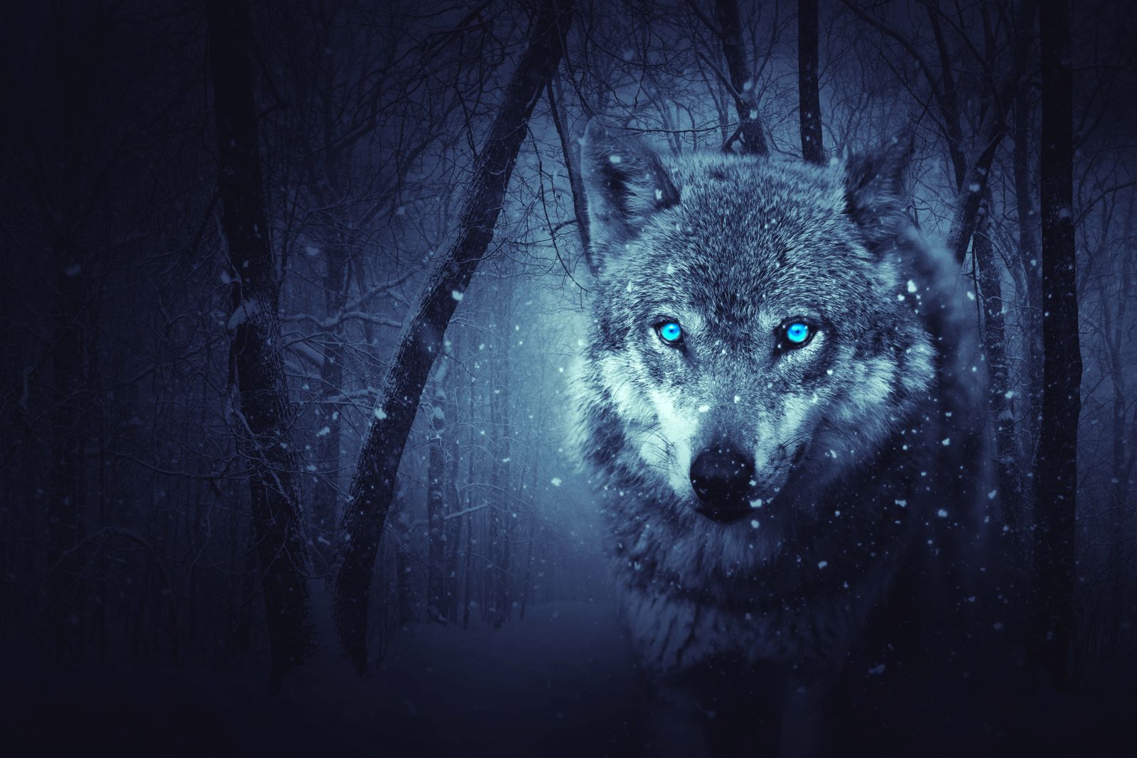 Fondo de pantalla de Lobo de PC, gratis para computadora 4K