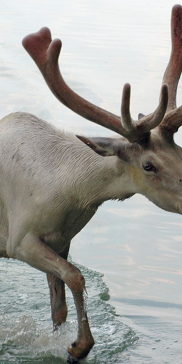 Fonds d'écran Caribou pour PC, télécharger gratuitement des images et ...