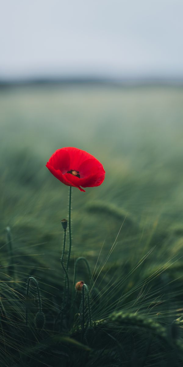 Poppy Phone Wallpapers: Free 4K & HD Downloads | mob.org