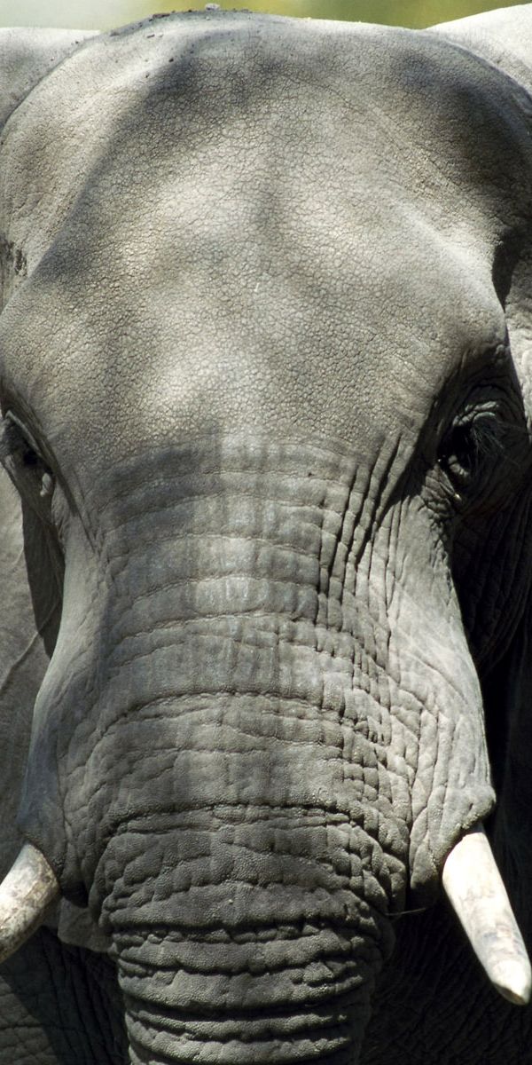 Fondo de pantalla de PC Elefantes, Animales, Elefante Africano De ...